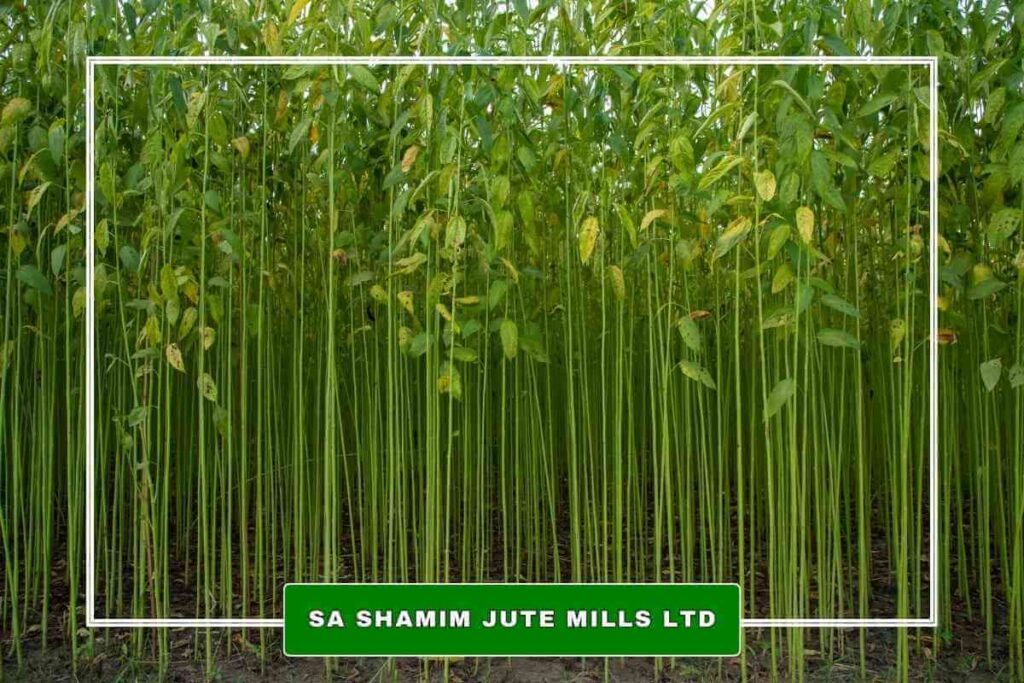 Sustainable Jute Products By SA Shamim Jute Mills Ltd